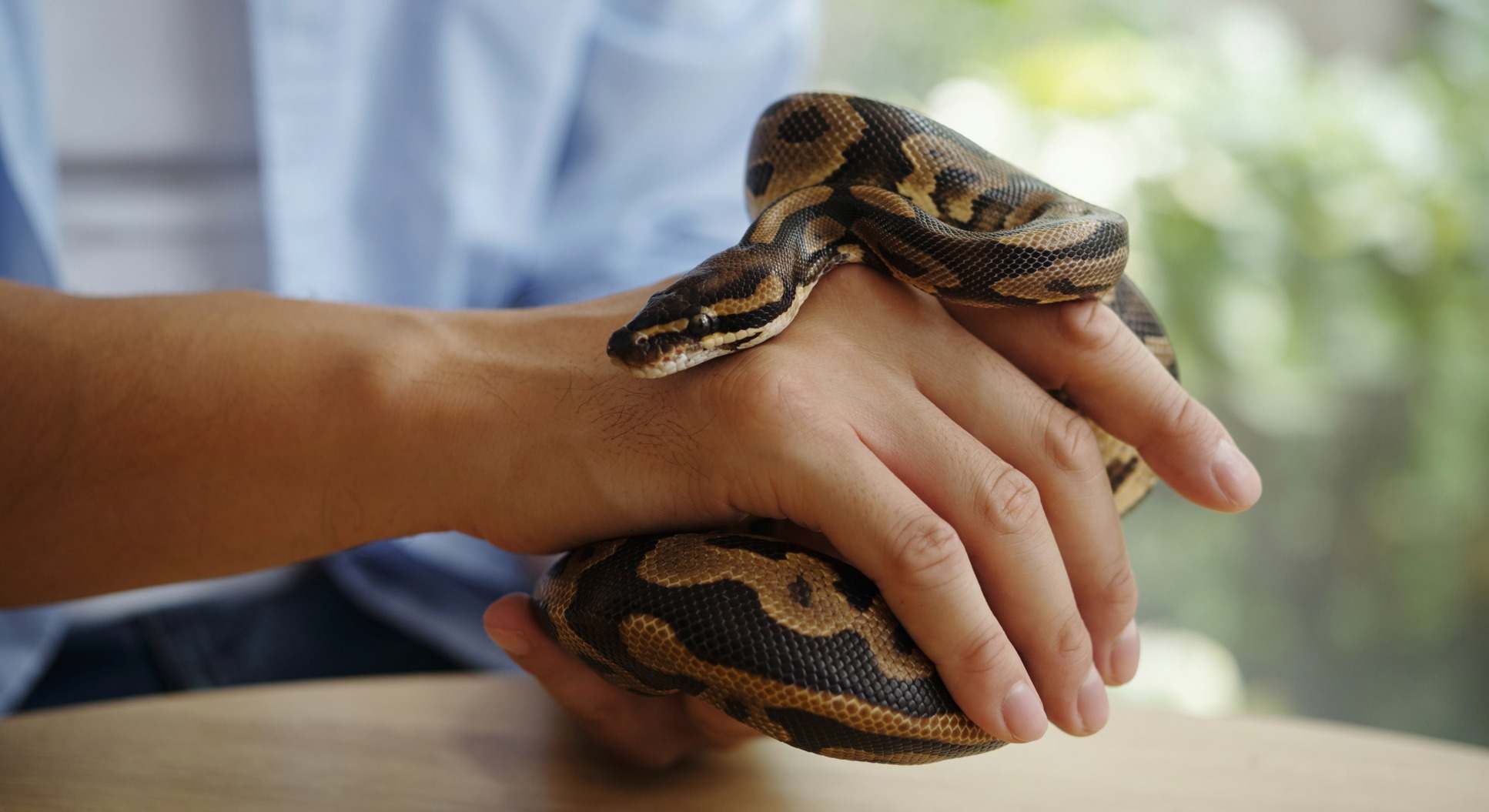Serpientes venenosas atacan a hombre en busca de antiveneno